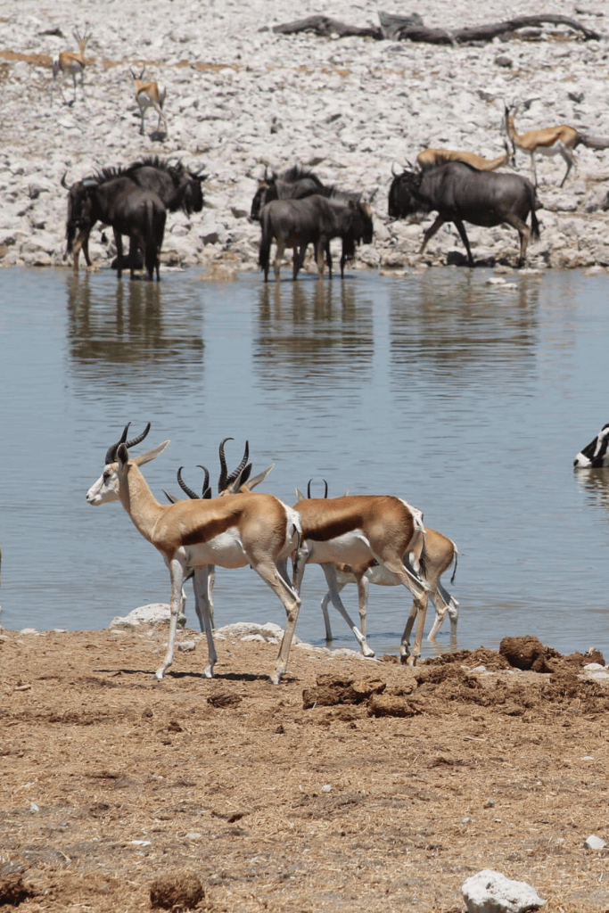 Etosha, Namibia: Ongava Tented Camp - Ourisman Travel